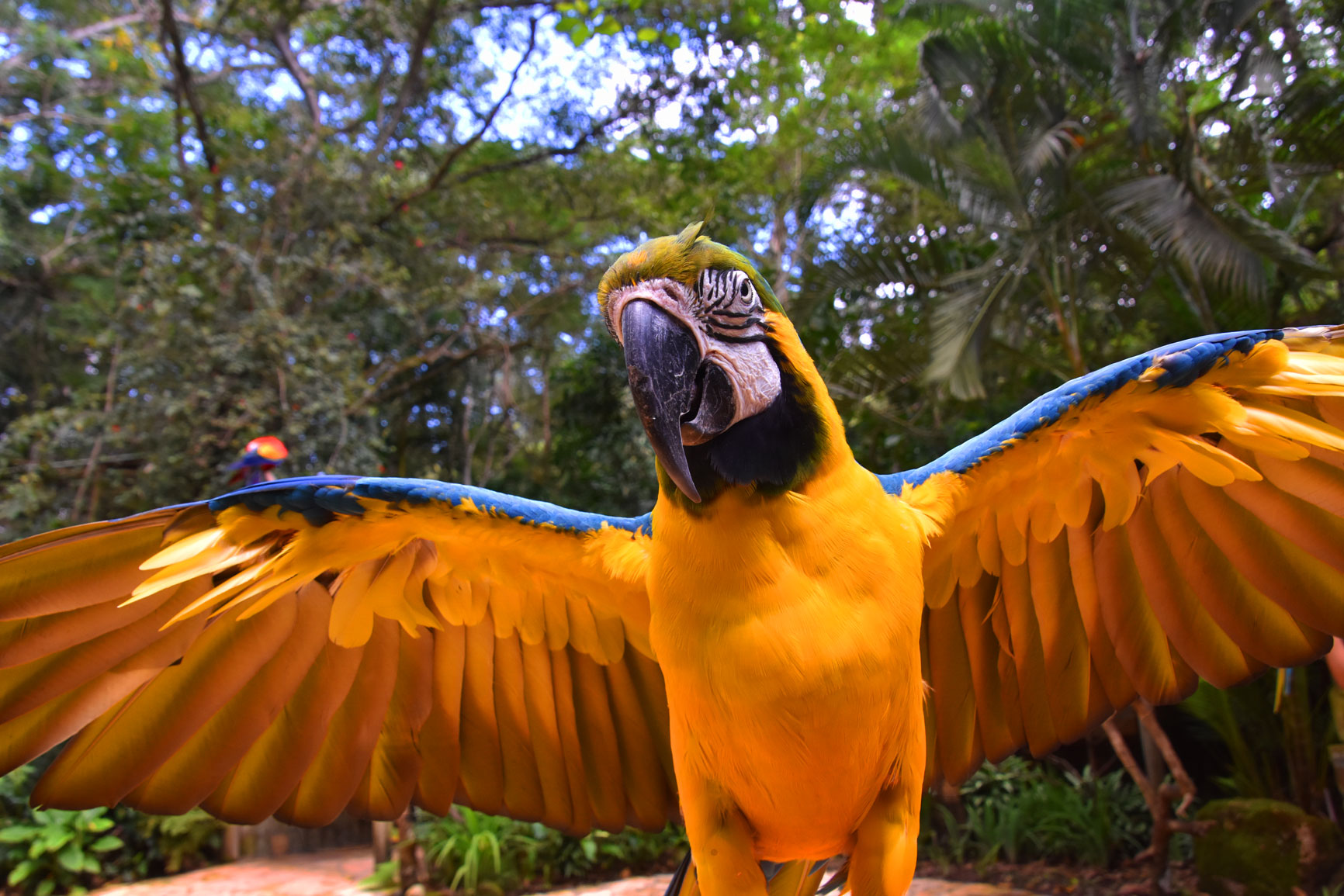 Bird Watch – Honduras (04.11.17) – JONO VERNON-POWELL